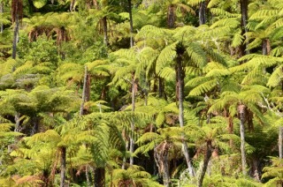 Punga Trees | Orakei Korako